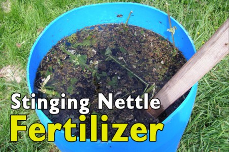 Stinging Nettle Fertilizer | Five Gallon Ideas