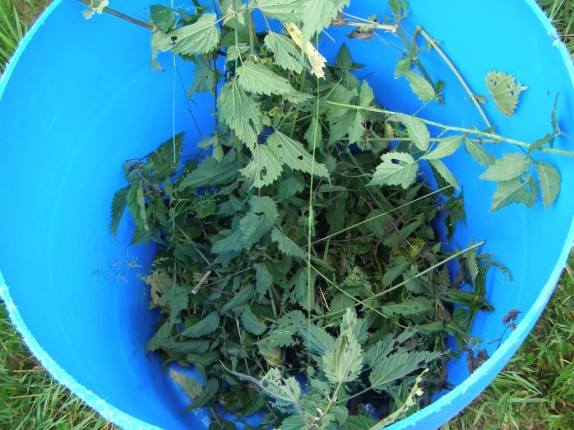 Stinging Nettle Fertilizer | Five Gallon Ideas