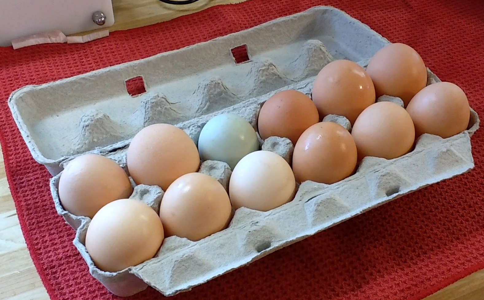 Chicken Egg Washing Machine Review - "The Little Egg Scrubber" | Five ...